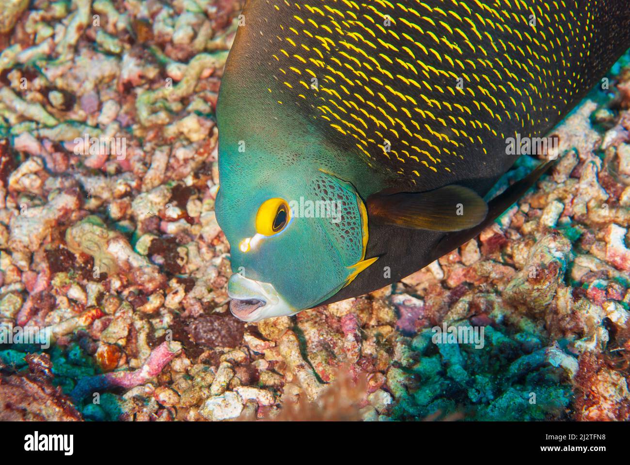 Black coral angel fish hi-res stock photography and images - Alamy