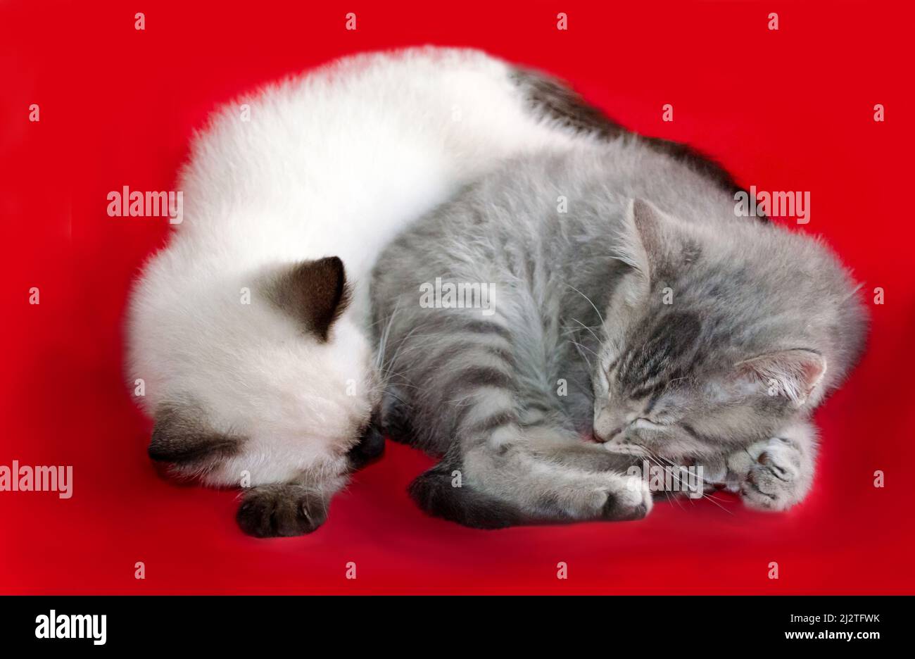 two young kittens curl up in a sleepy pile Stock Photo - Alamy