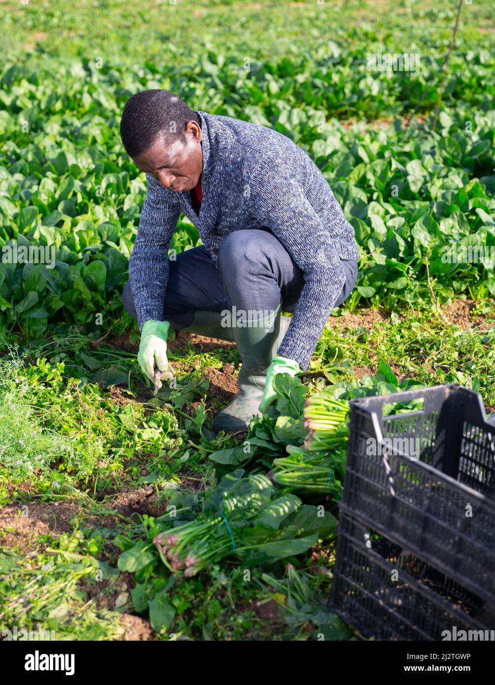 African-american man harvesting spinach in a plastic box Stock Photo ...