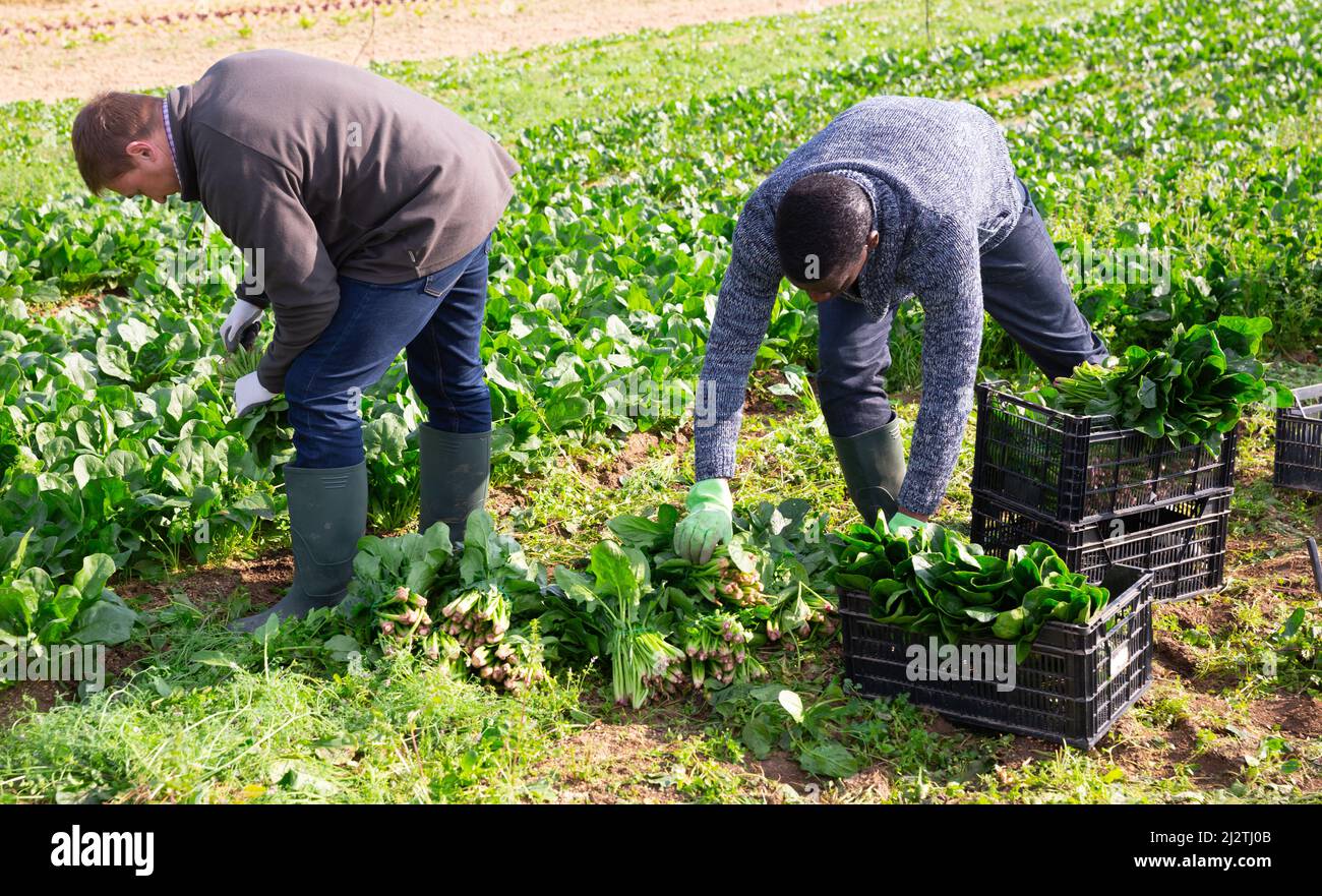 Farm workers harvesting spinach Stock Photo - Alamy