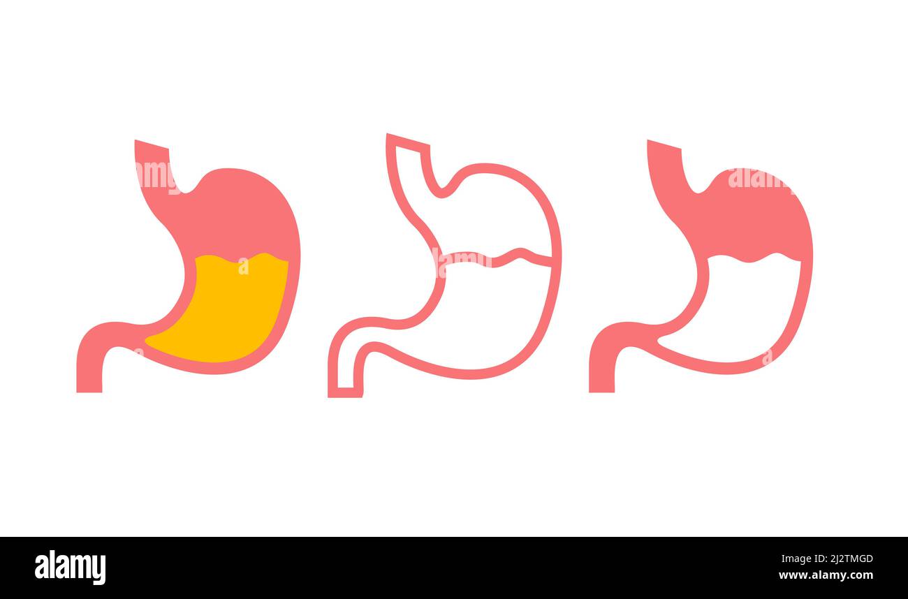 Stomach line icon medical outline symbol. Flat line stomach gastric ...