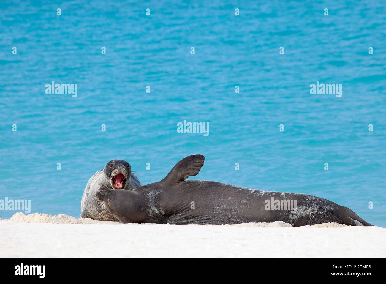 Endangered Hawaiian Monk Seals greeting vocalization on Midway Atoll in ...