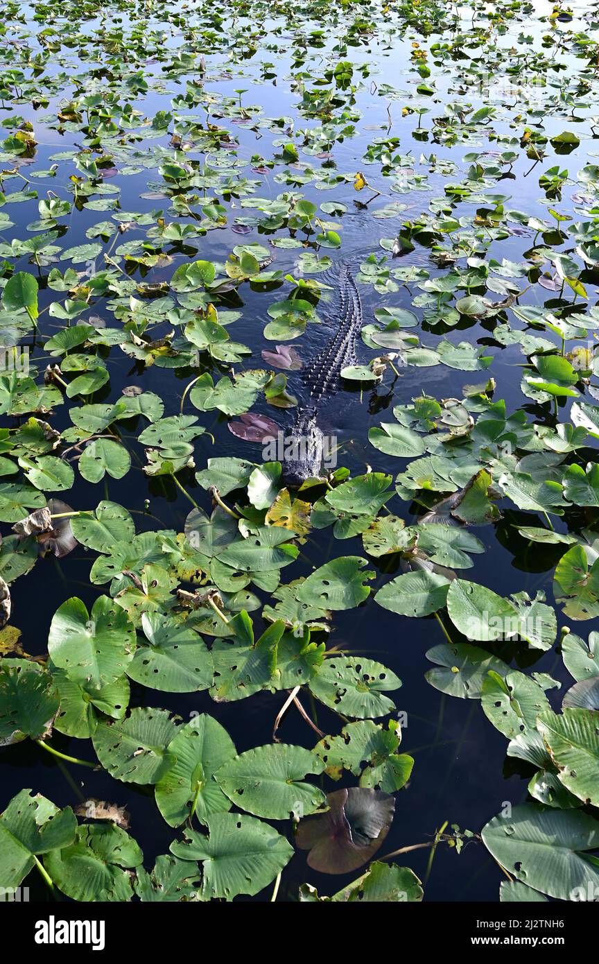 Alligator lily pads hi-res stock photography and images - Alamy
