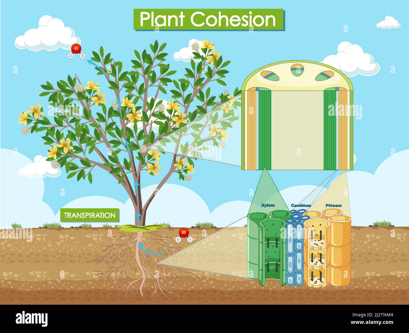 Diagram showing plant cohesion illustration Stock Vector Image & Art ...