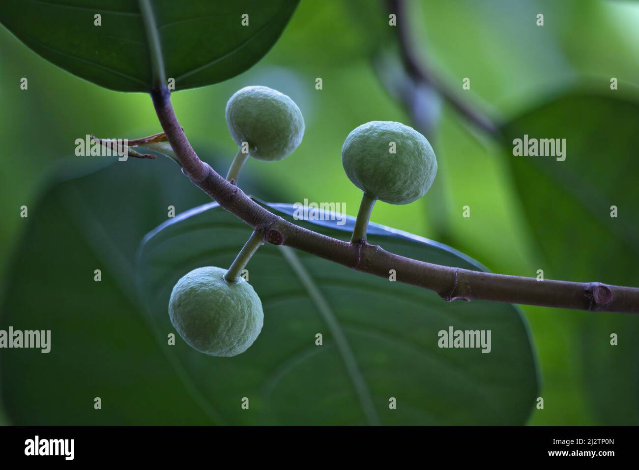 Figs on fig tree leaves hi-res stock photography and images - Alamy
