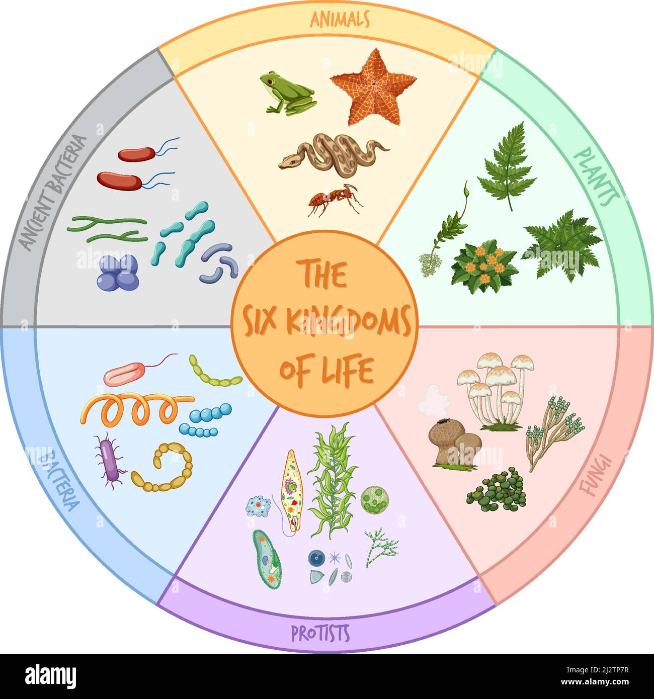 Mushroom illustration chart Stock Vector Images - Alamy