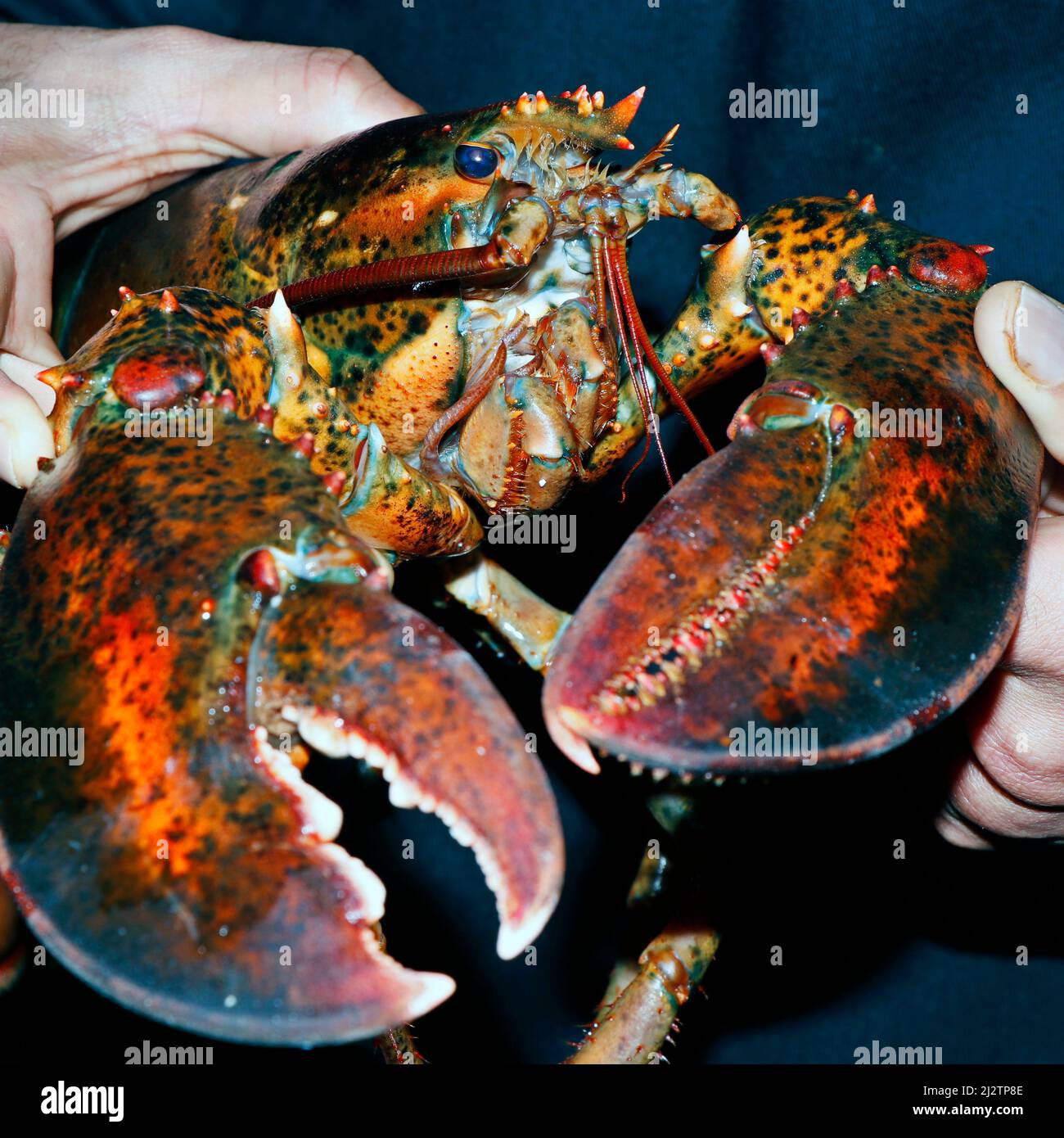 Live crawfish hi-res stock photography and images - Alamy