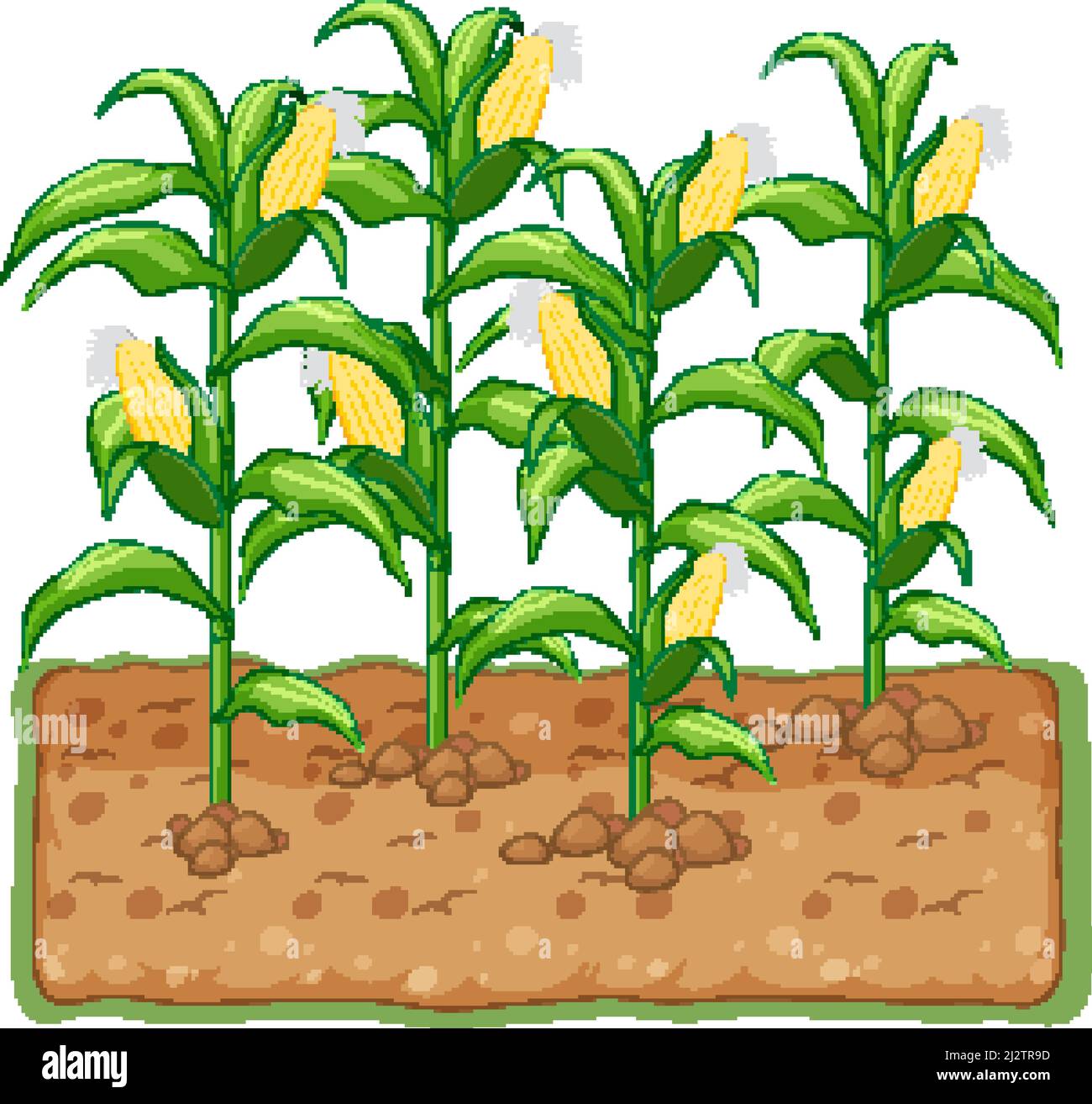 Corn plant growing with soil cartoon illustration Stock Vector Image ...