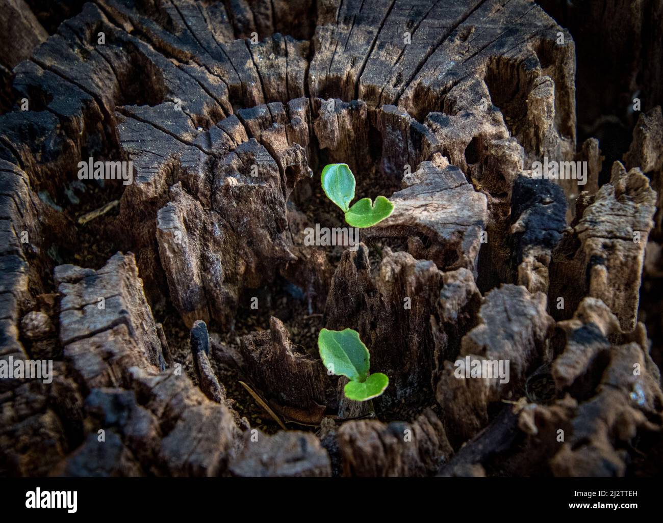 New growth from a dead and rotting tree trunk Stock Photo - Alamy