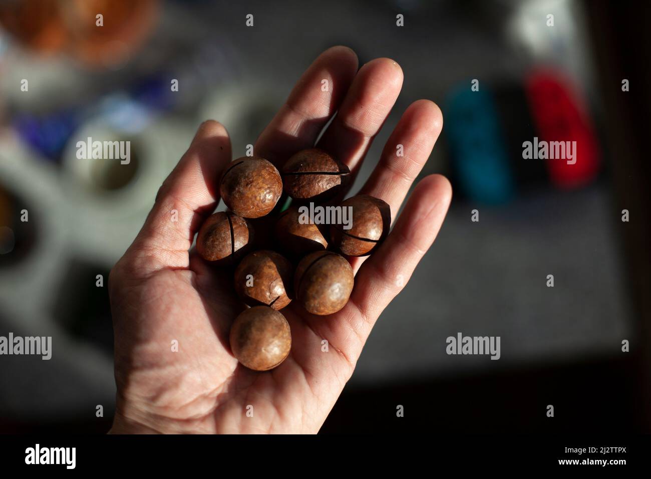Sawed nuts in hand. Nuts contain vegetable proteins. Protein food Stock ...