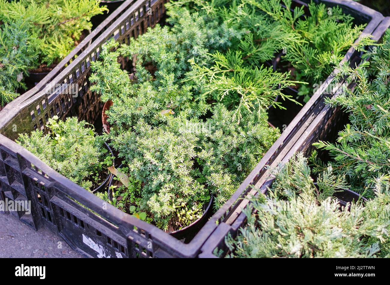 Evergreen seedlings in black plastic boxes. Farmers and gardeners fair ...