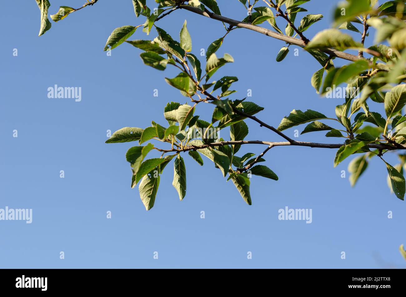 Parasite-damaged apple tree leaves on branches. Close-up of perforated ...