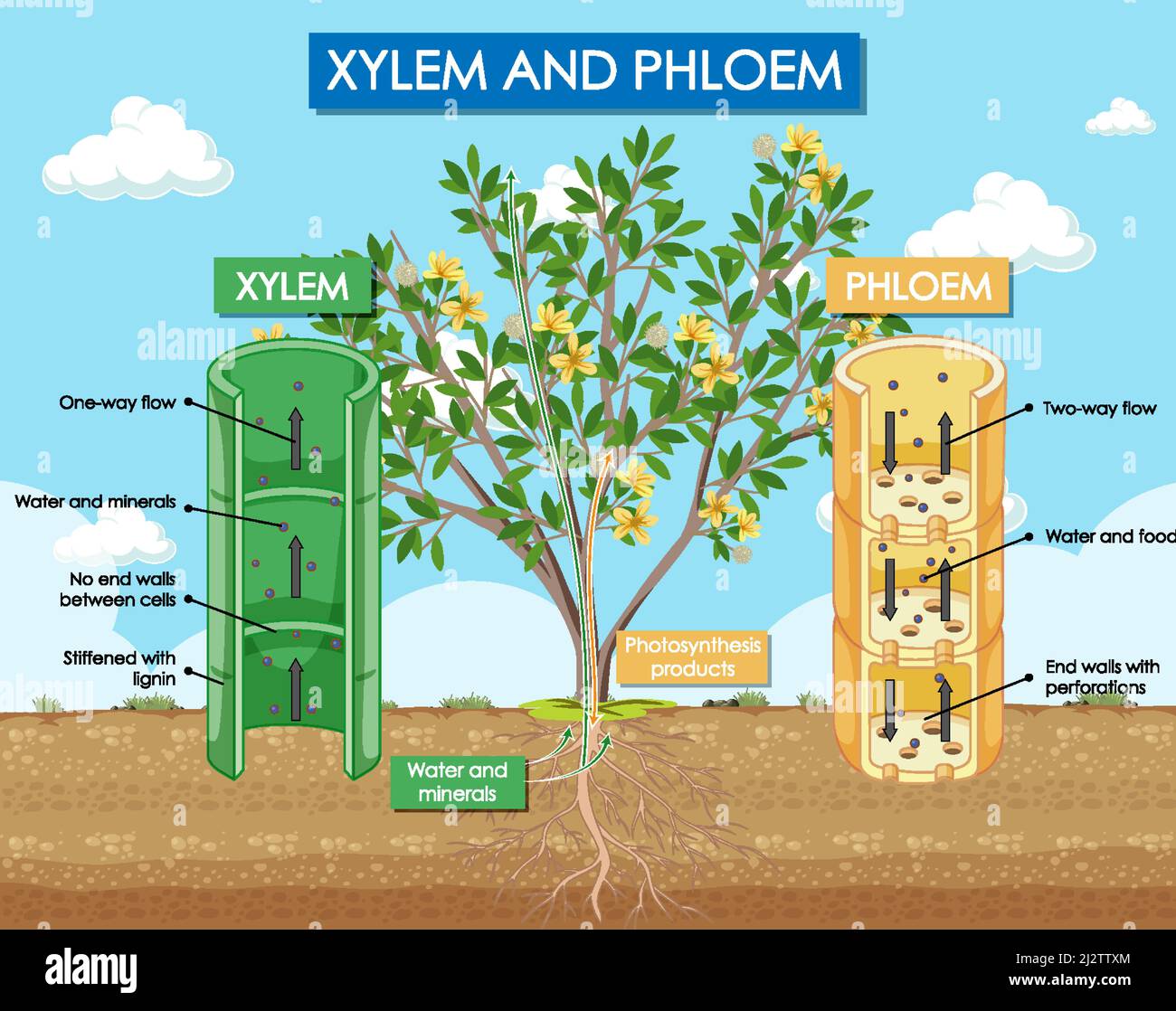 Phloem And Xylem Tree