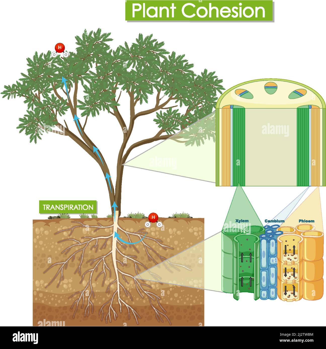 Diagram showing plant cohesion illustration Stock Vector Image & Art ...