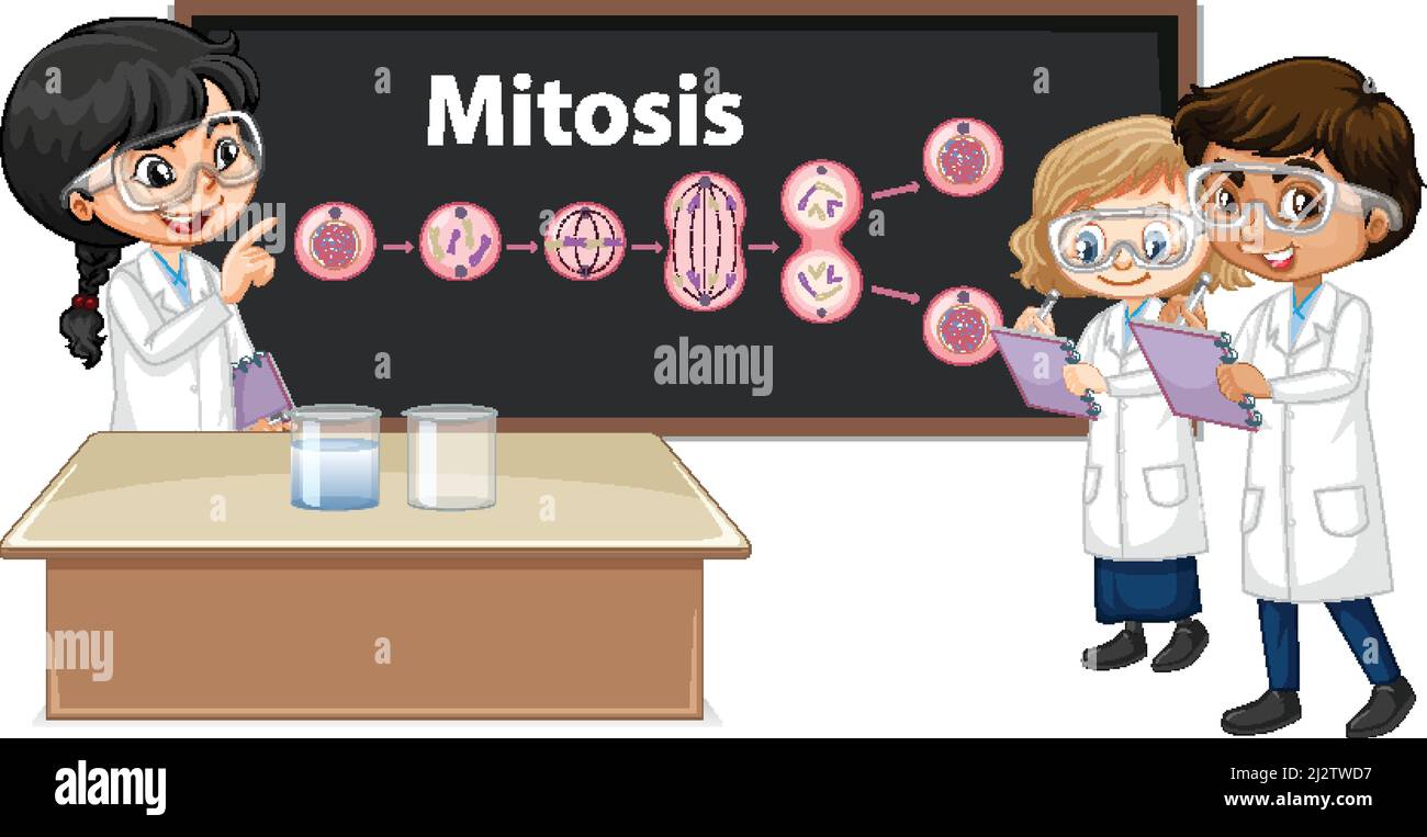 Mitosis Cartoon
