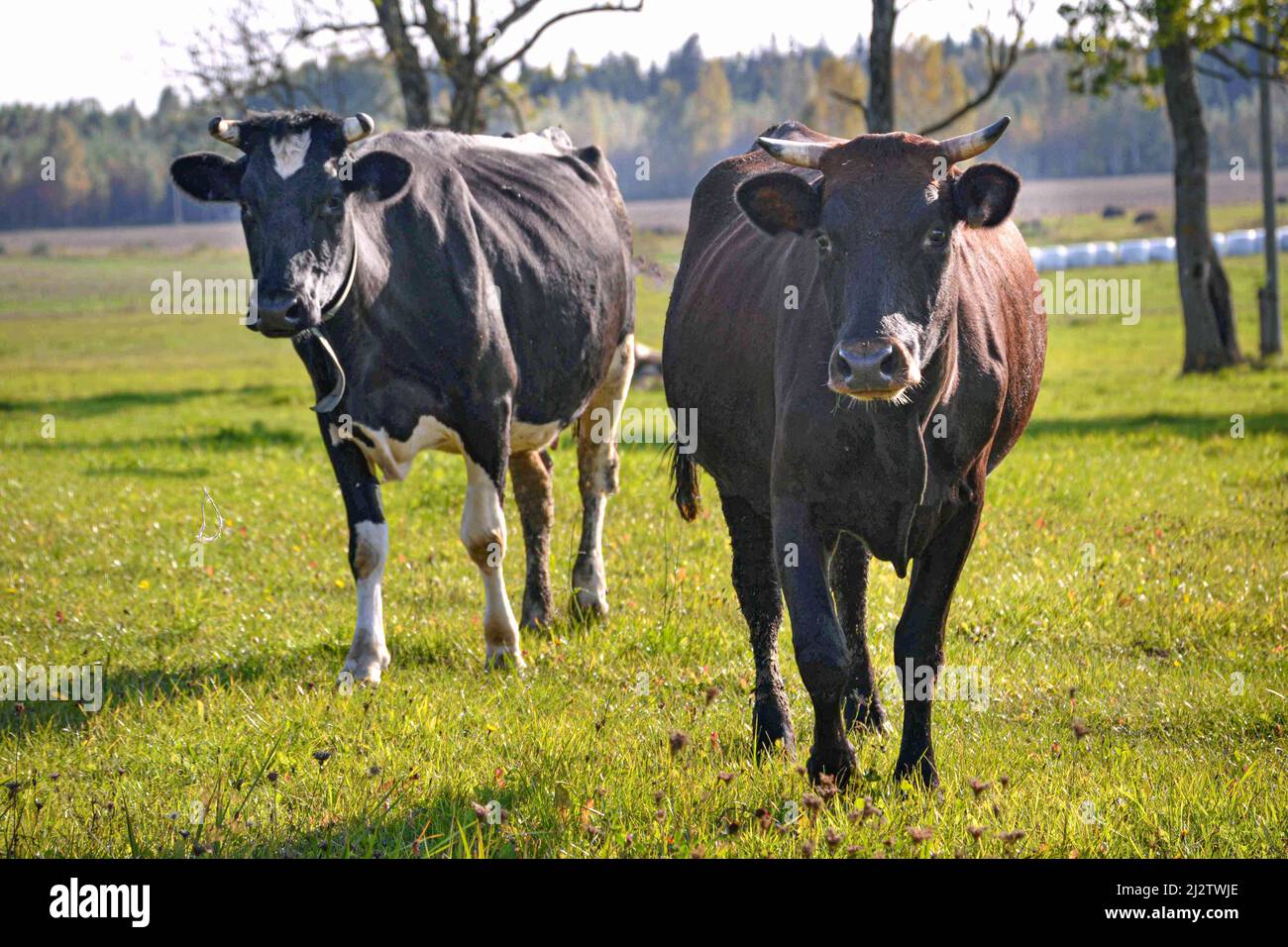 Two white cows on black background hi-res stock photography and images ...