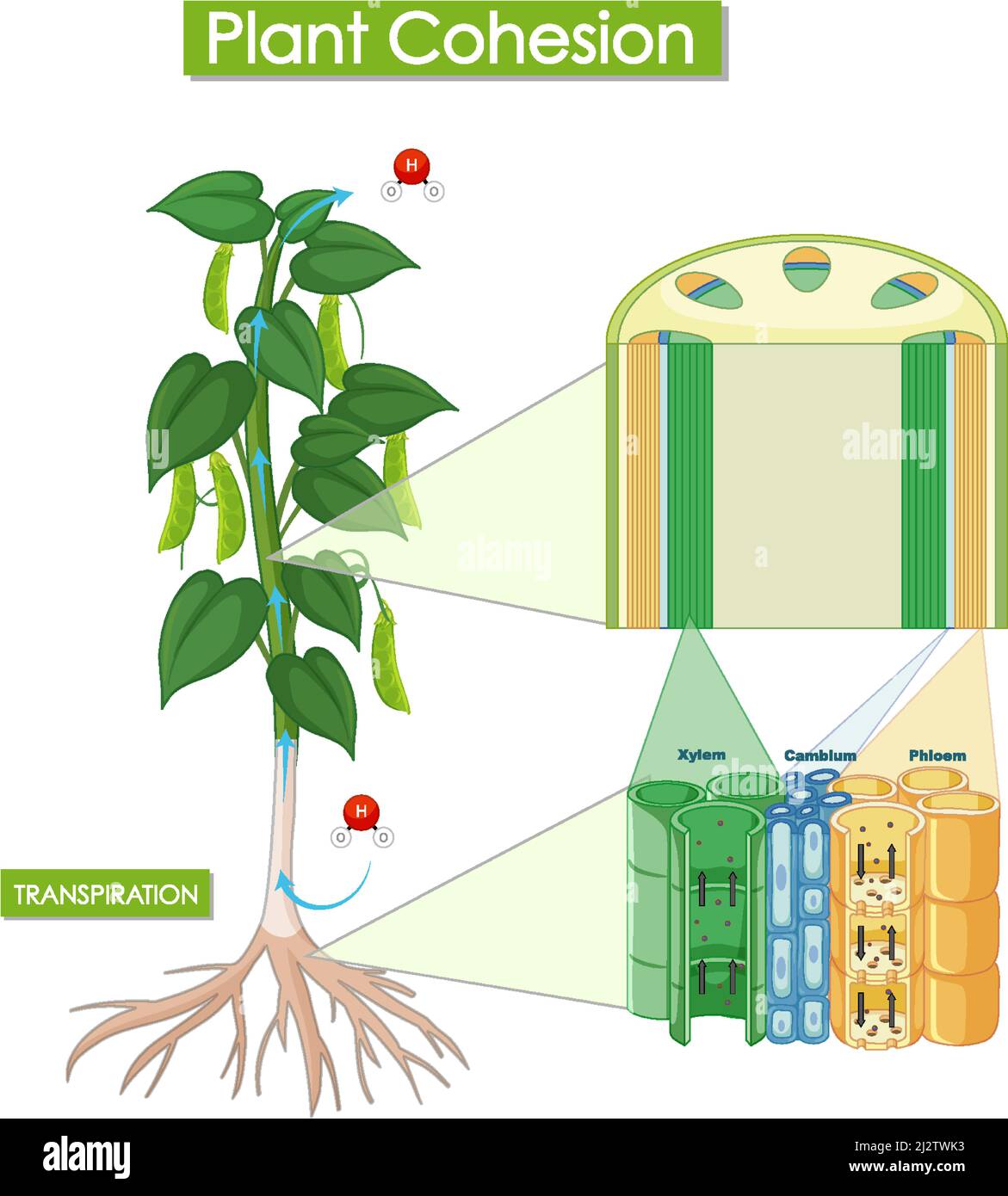 Diagram showing plant cohesion illustration Stock Vector Image & Art ...
