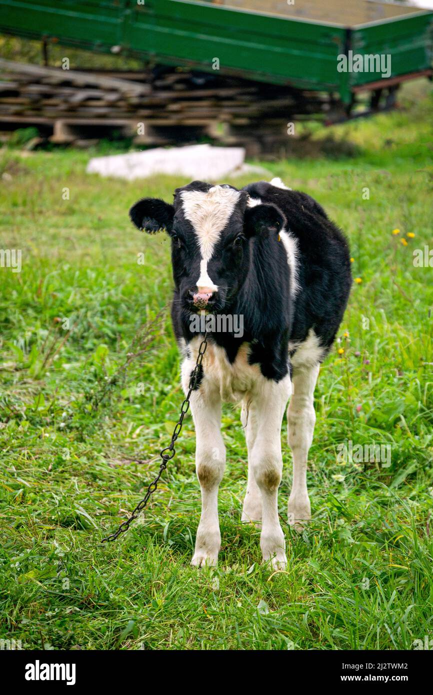 Cow and bull together hi-res stock photography and images - Alamy