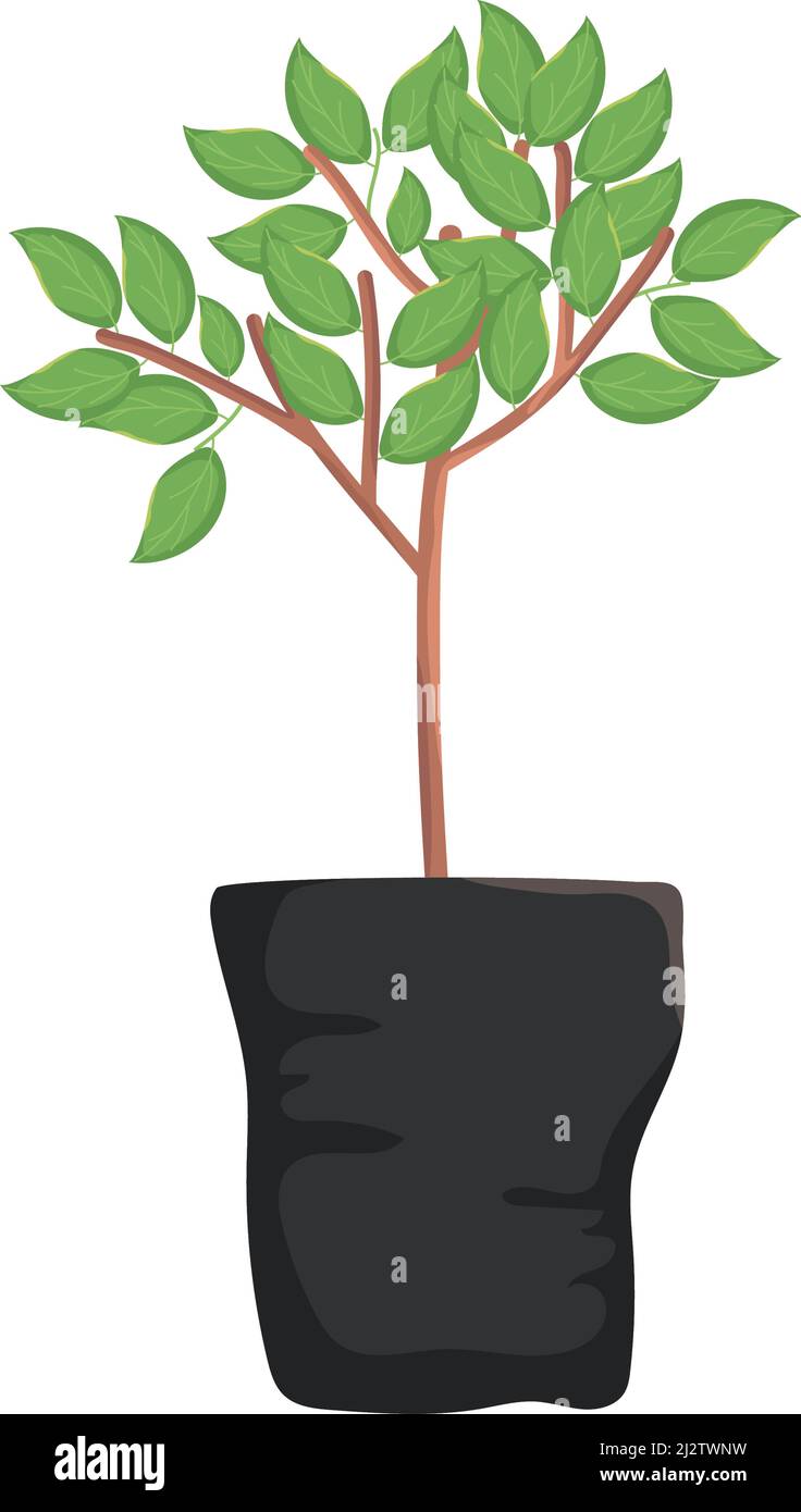 tree plant in a pot Stock Vector Image & Art - Alamy