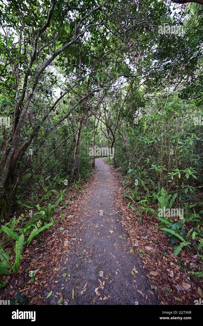 Everglades gumbo limbo trail hi-res stock photography and images - Alamy