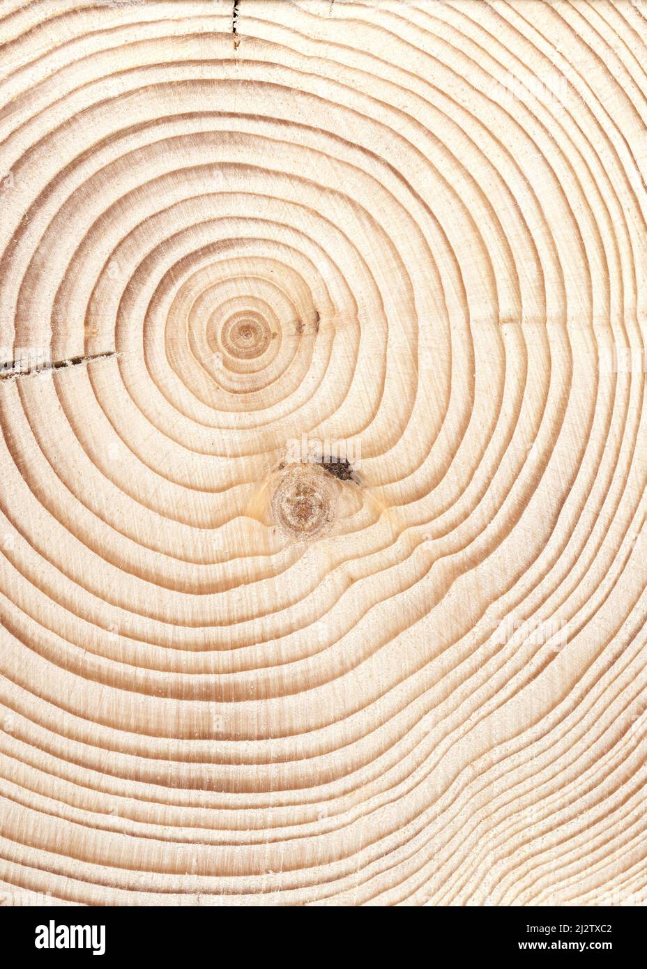 Tree wood cut with annual ring as natural textured background Stock ...