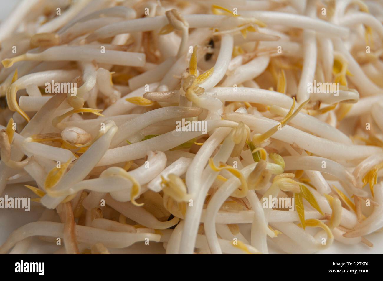 Soya bean shoots hi-res stock photography and images - Alamy