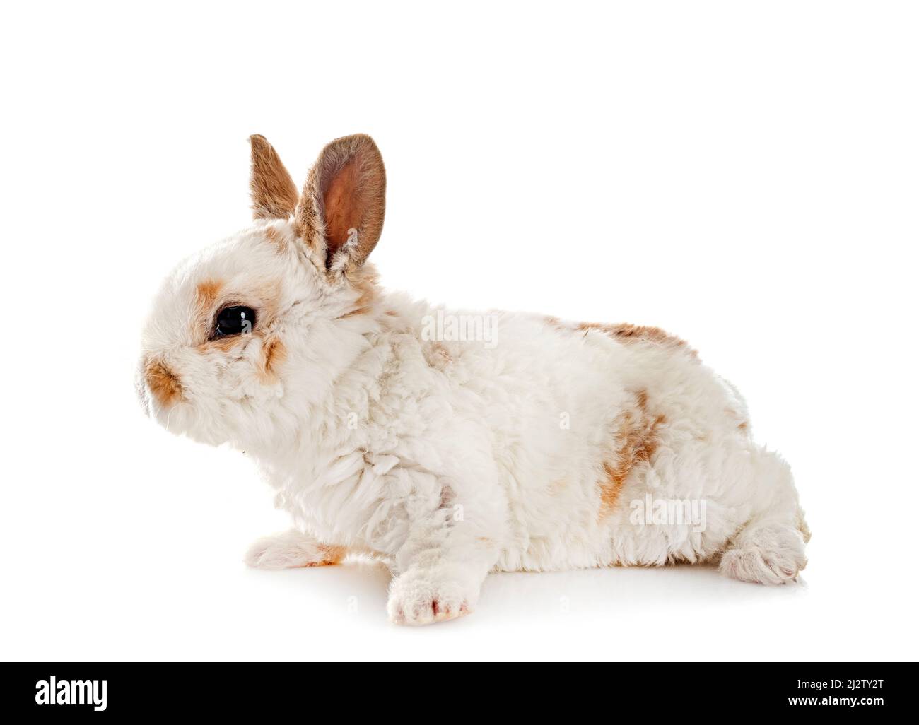 Rex rabbit in front of white background Stock Photo - Alamy