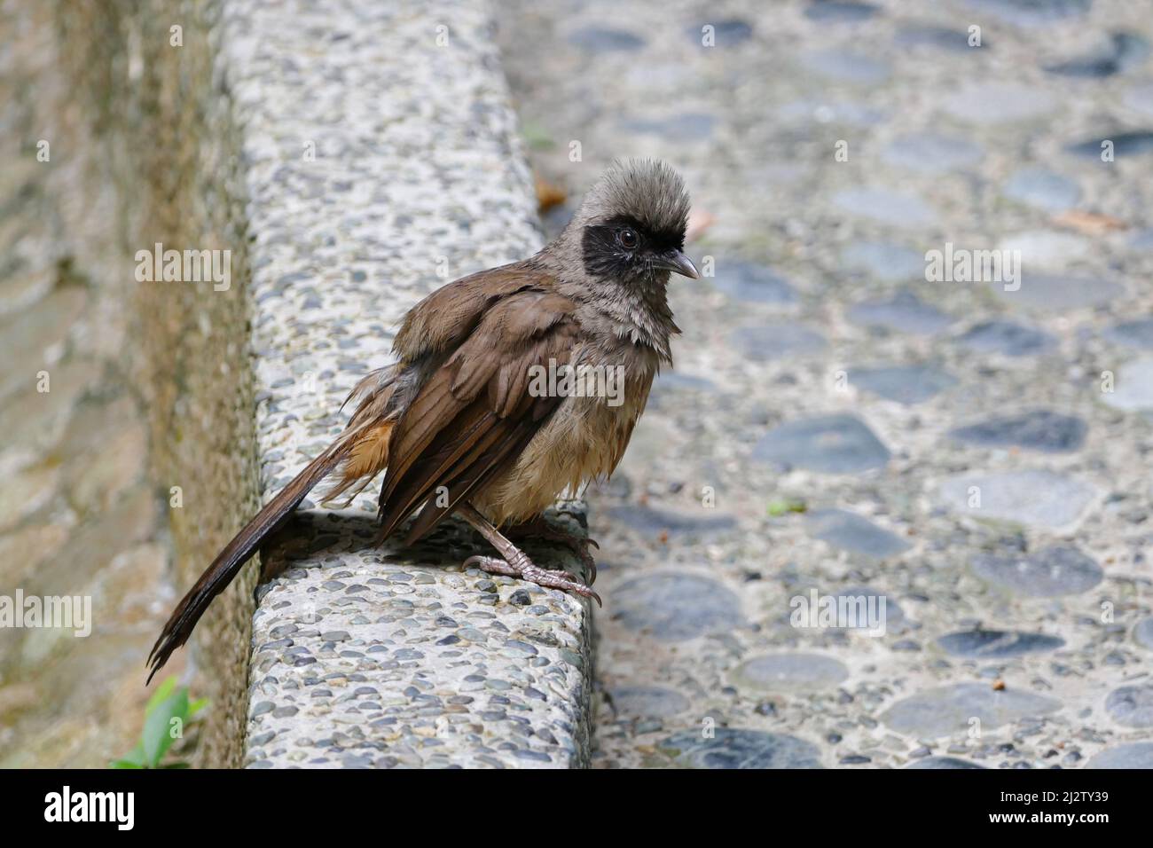 Pterorhinus perspicillatus hi-res stock photography and images - Alamy