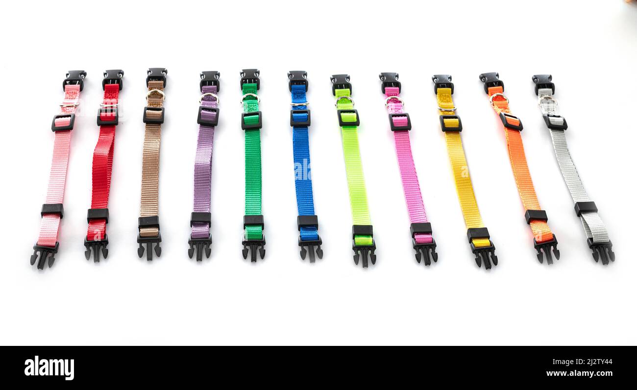Colorful collars hi-res stock photography and images - Alamy