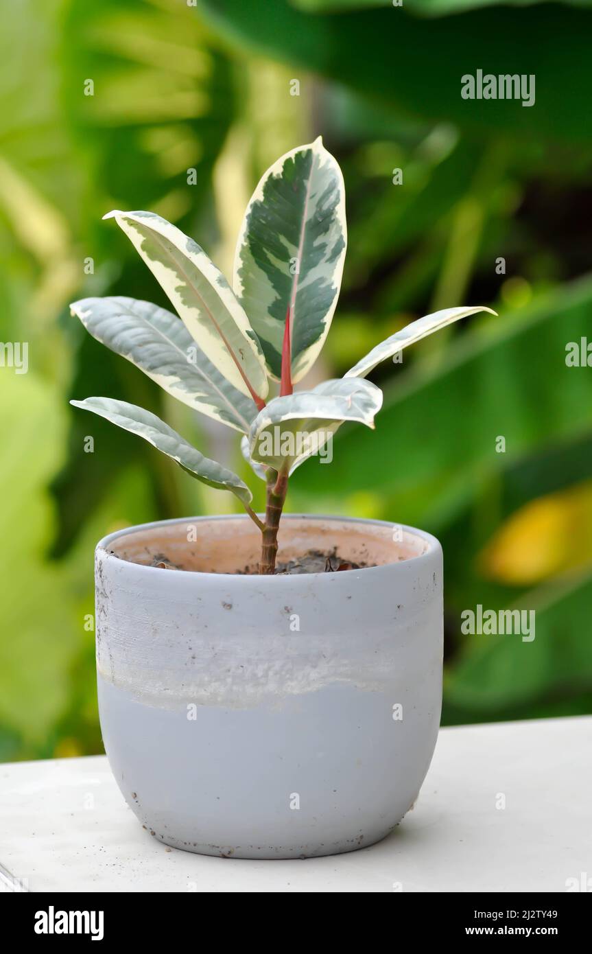Decora Tree, Indian Rubber Tree or Rubber Plant or Variegated Indian ...