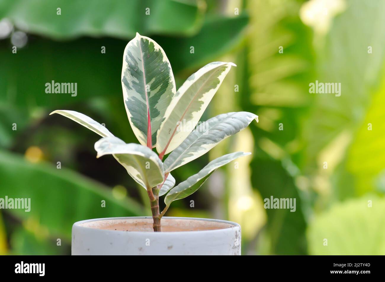 Decora Tree, Indian Rubber Tree or Rubber Plant or Variegated Indian ...