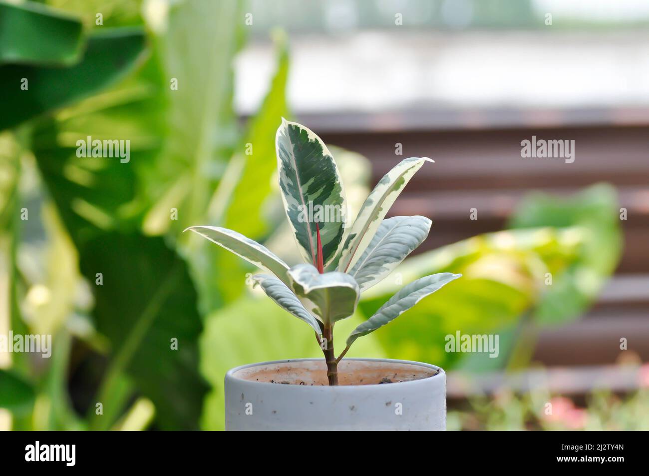 Decora Tree, Indian Rubber Tree or Rubber Plant or Variegated Indian ...