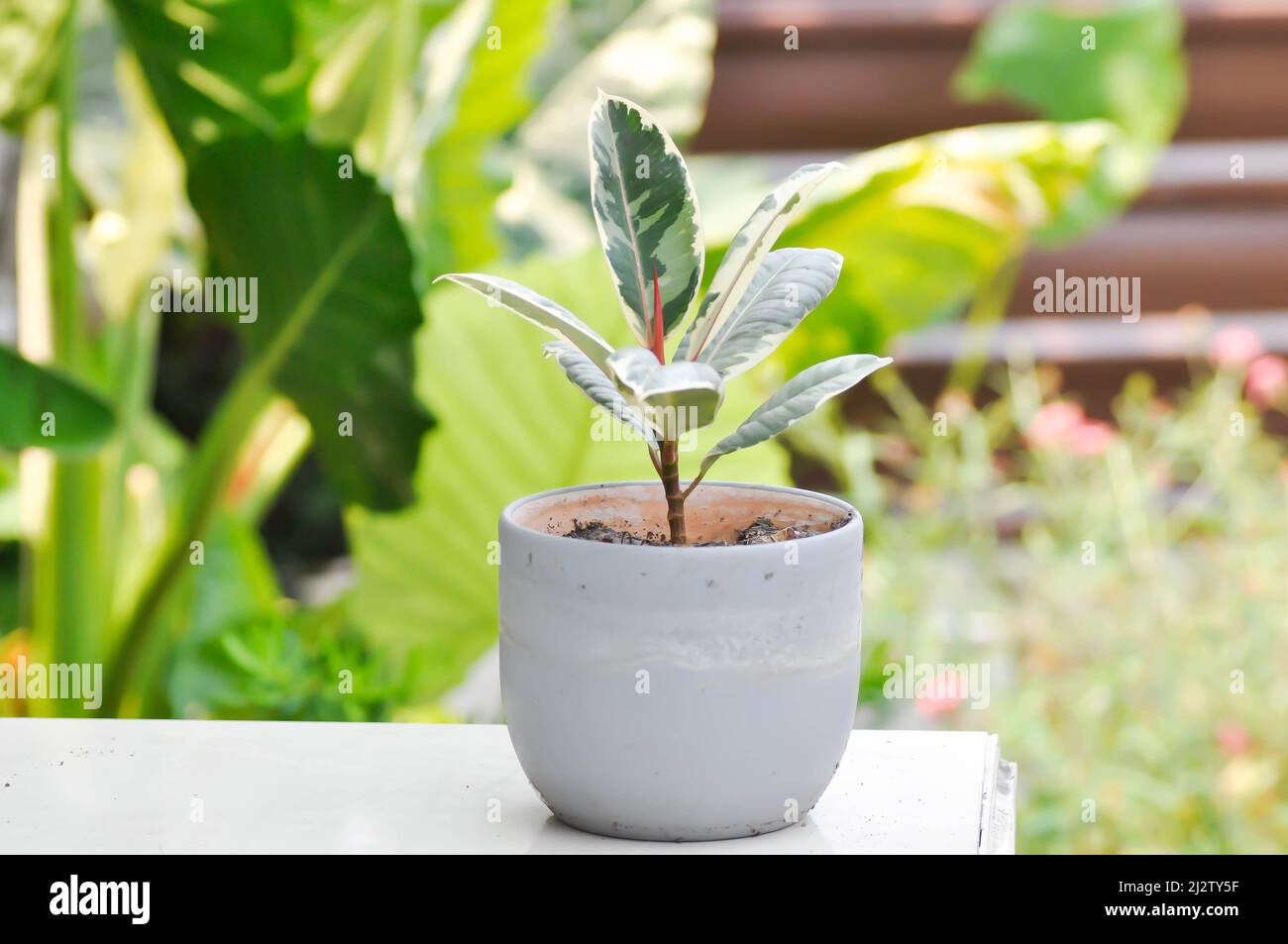 Decora Tree, Indian Rubber Tree or Rubber Plant or Variegated Indian ...