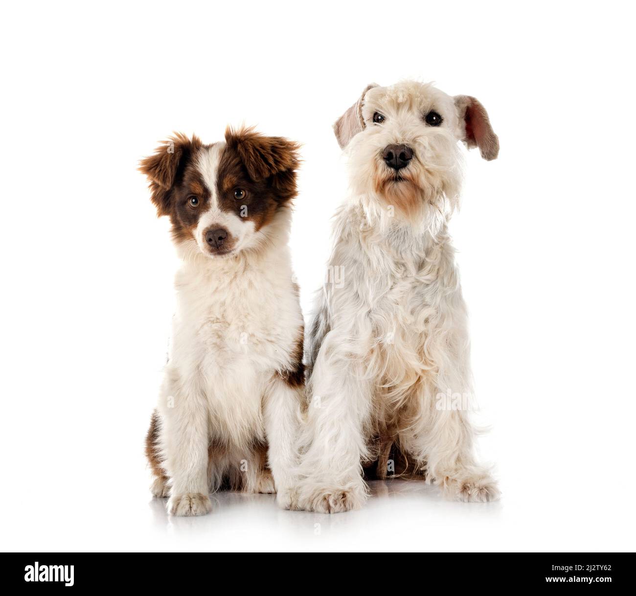 white miniature schnauzer and Miniature American Shepherd in front of ...