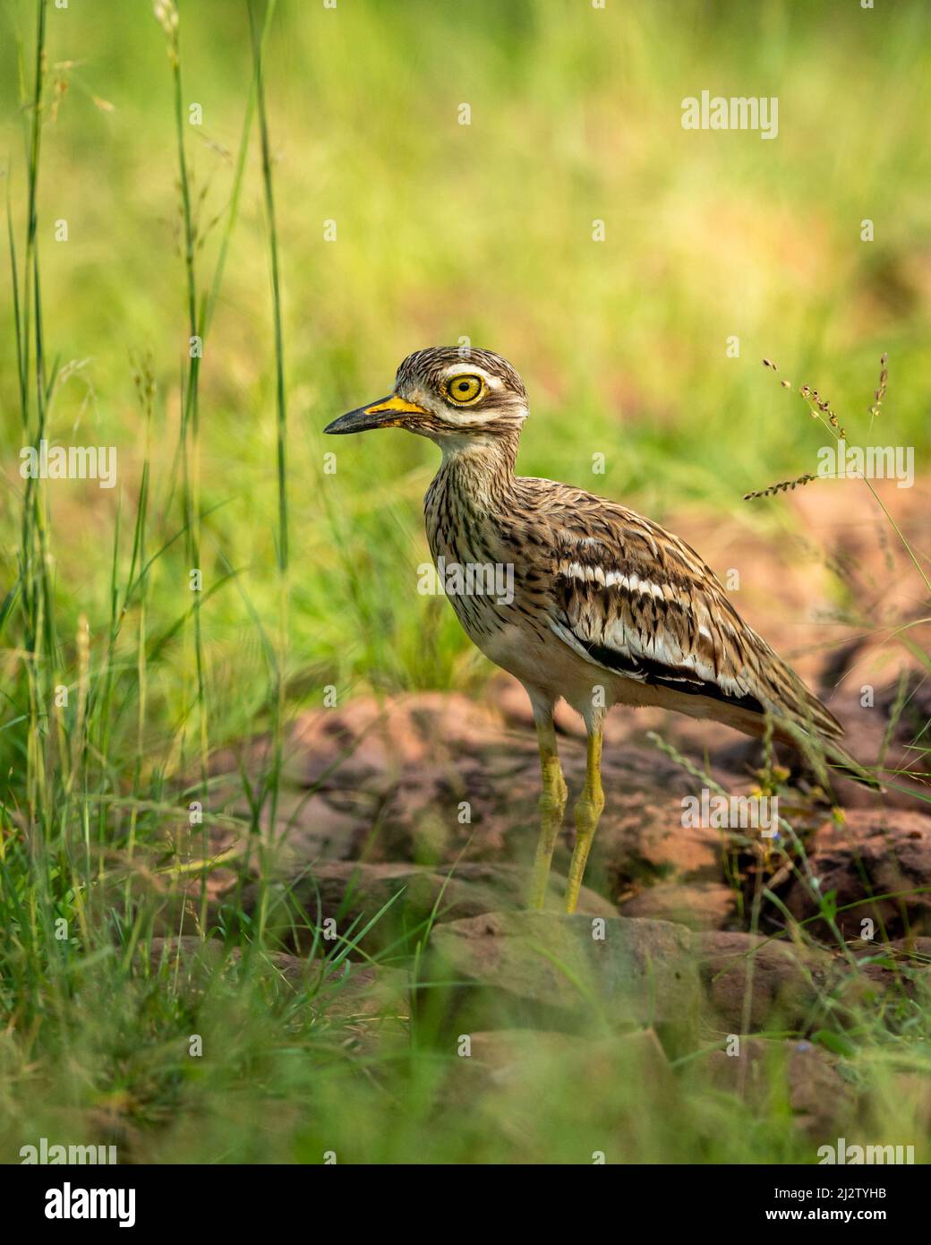 Indian stone curlew or Indian thick knee bird portrait in natural green ...