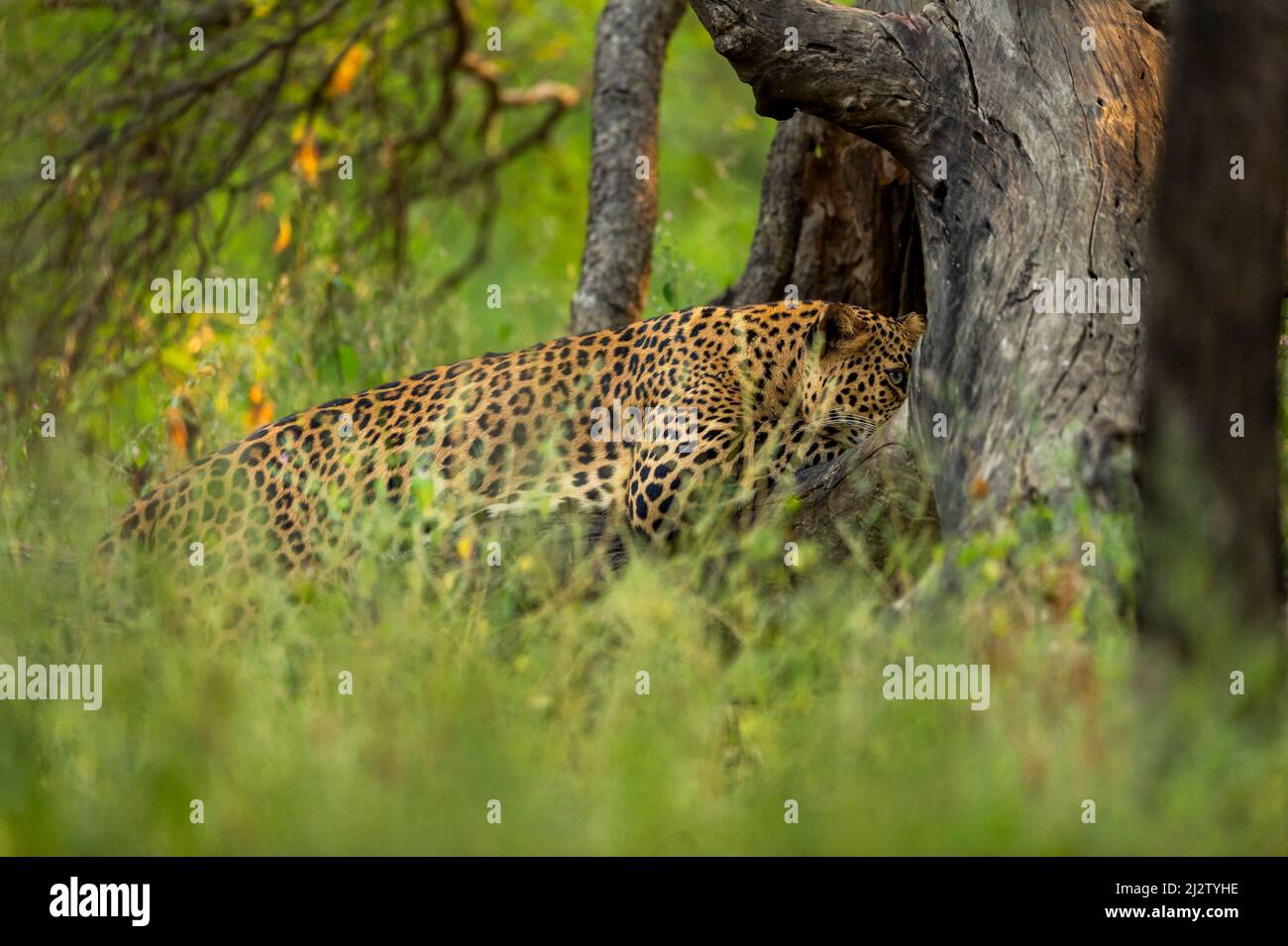 Indian leopard kabini hi-res stock photography and images - Alamy