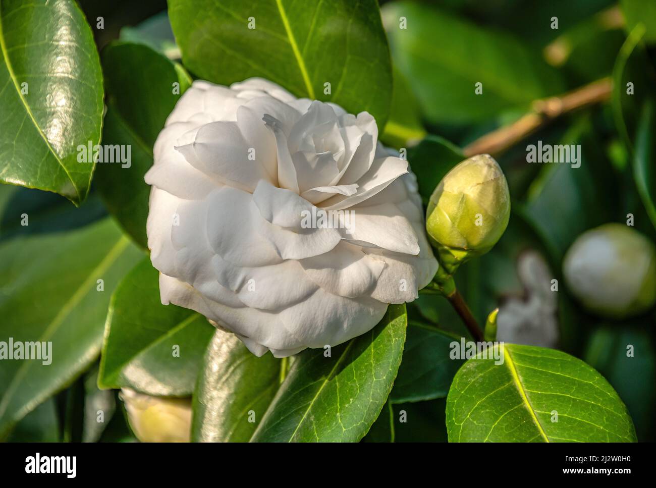 Camellia japonica snow hi-res stock photography and images - Alamy
