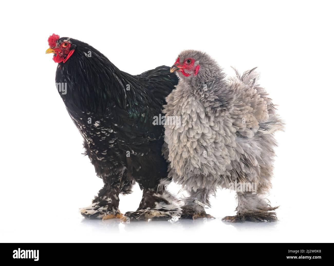 brahma chicken in front of white background Stock Photo - Alamy