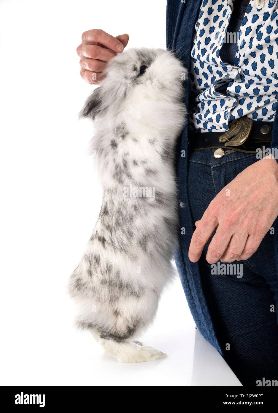 angora Mini Lop in front of white background Stock Photo - Alamy