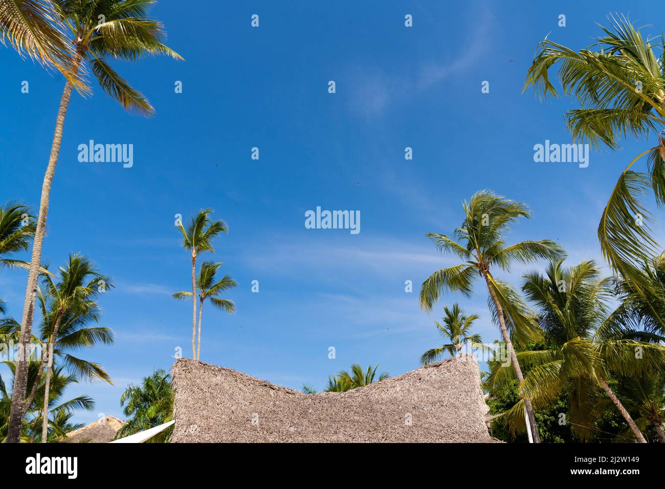 Tropical thatched umbrella roofs for shade and protection from the ...
