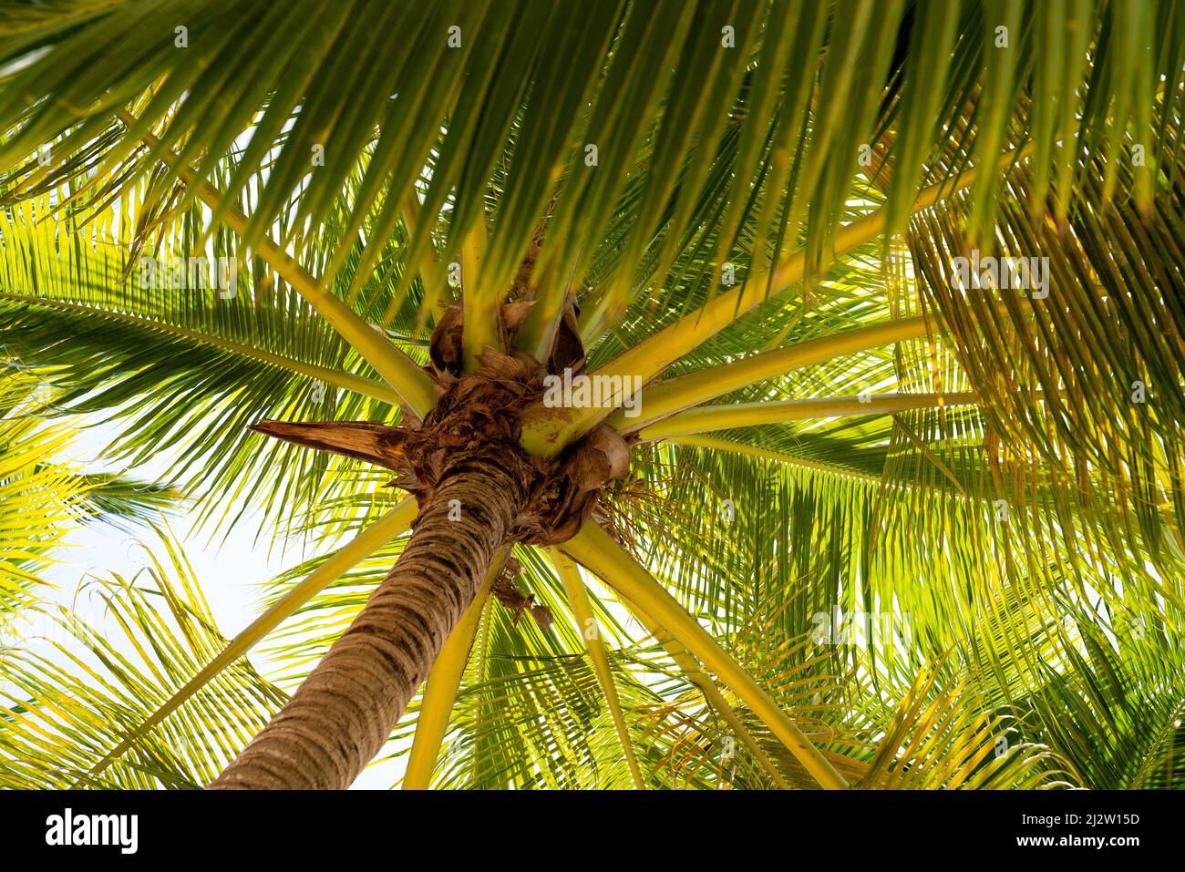 Bottom up view of a palm tree and dense green leaves. Tropical ...