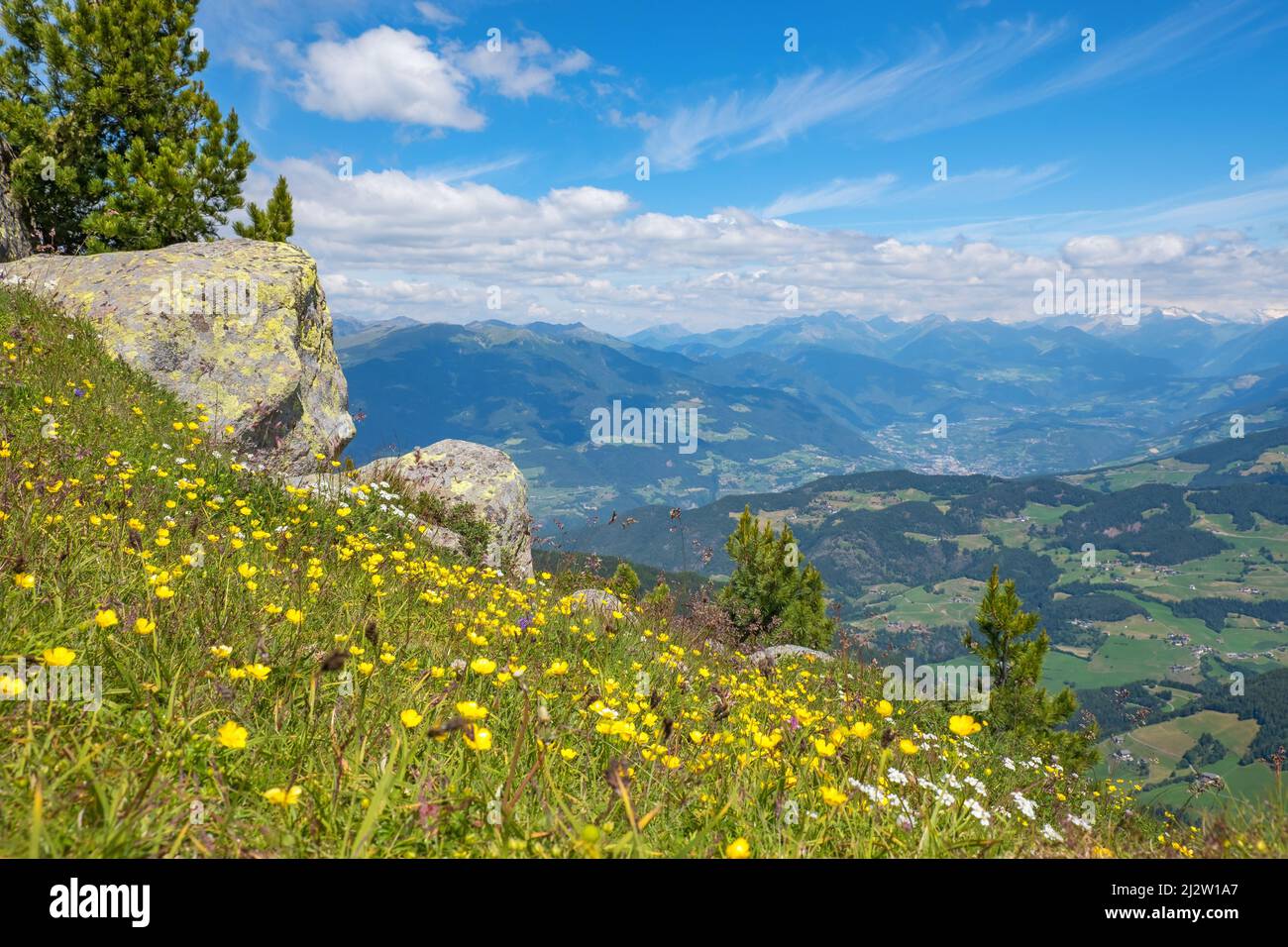 Sly flower view hi-res stock photography and images - Alamy
