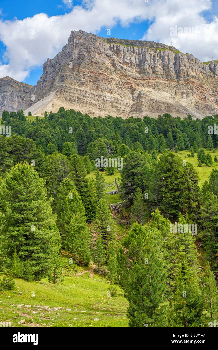 Pine forest with a rock face in the Dolomites Stock Photo - Alamy