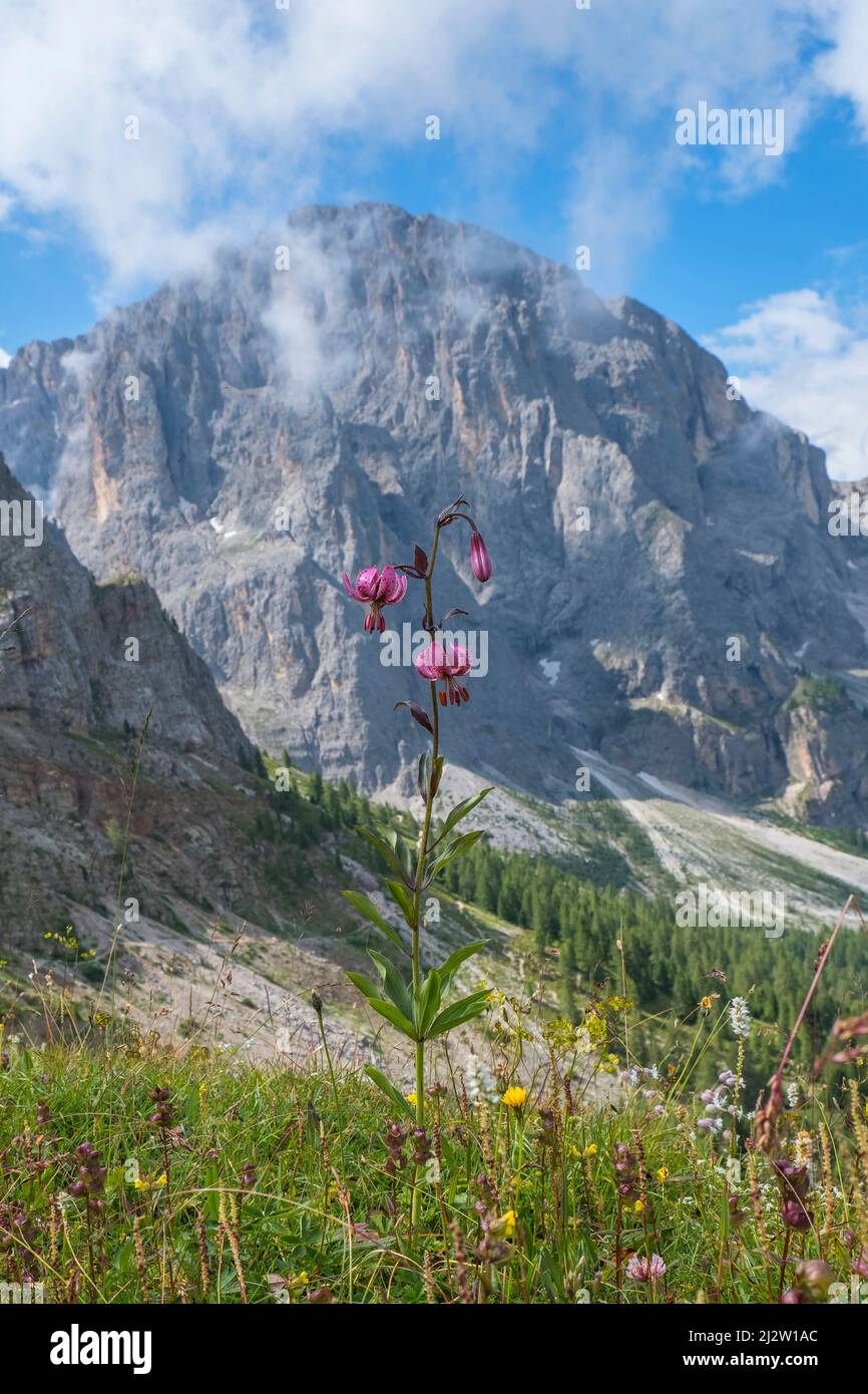 Martagon lily flower in the dolomites alps Stock Photo - Alamy