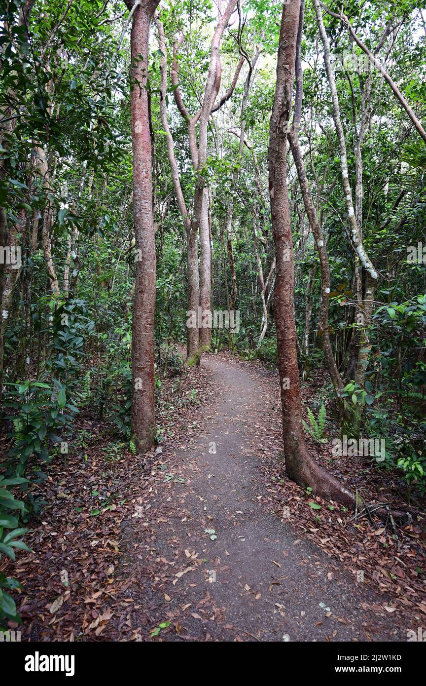 Everglades gumbo limbo trail hi-res stock photography and images - Alamy
