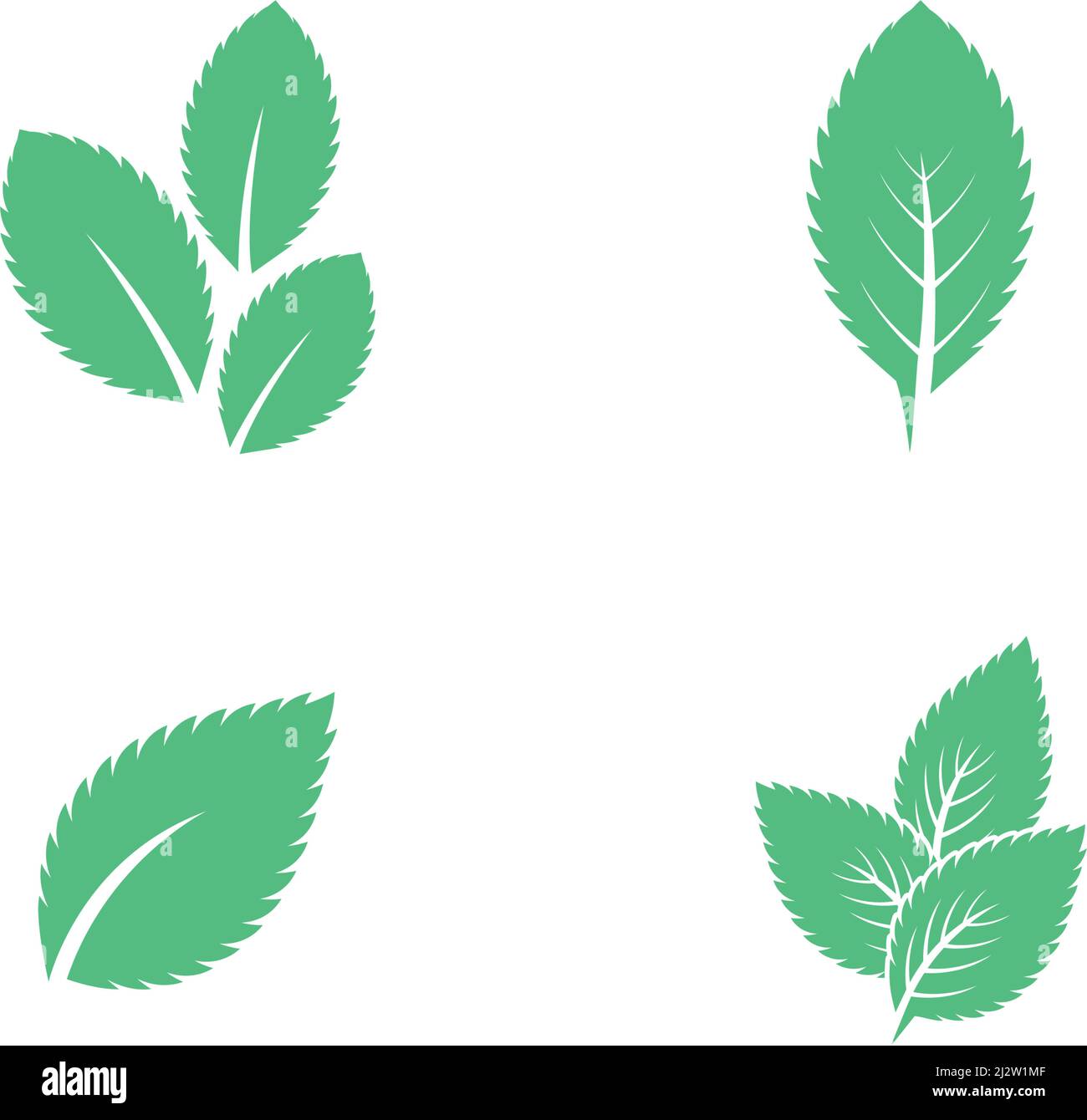 Mint leaf logo illustration vector Stock Vector Image & Art - Alamy
