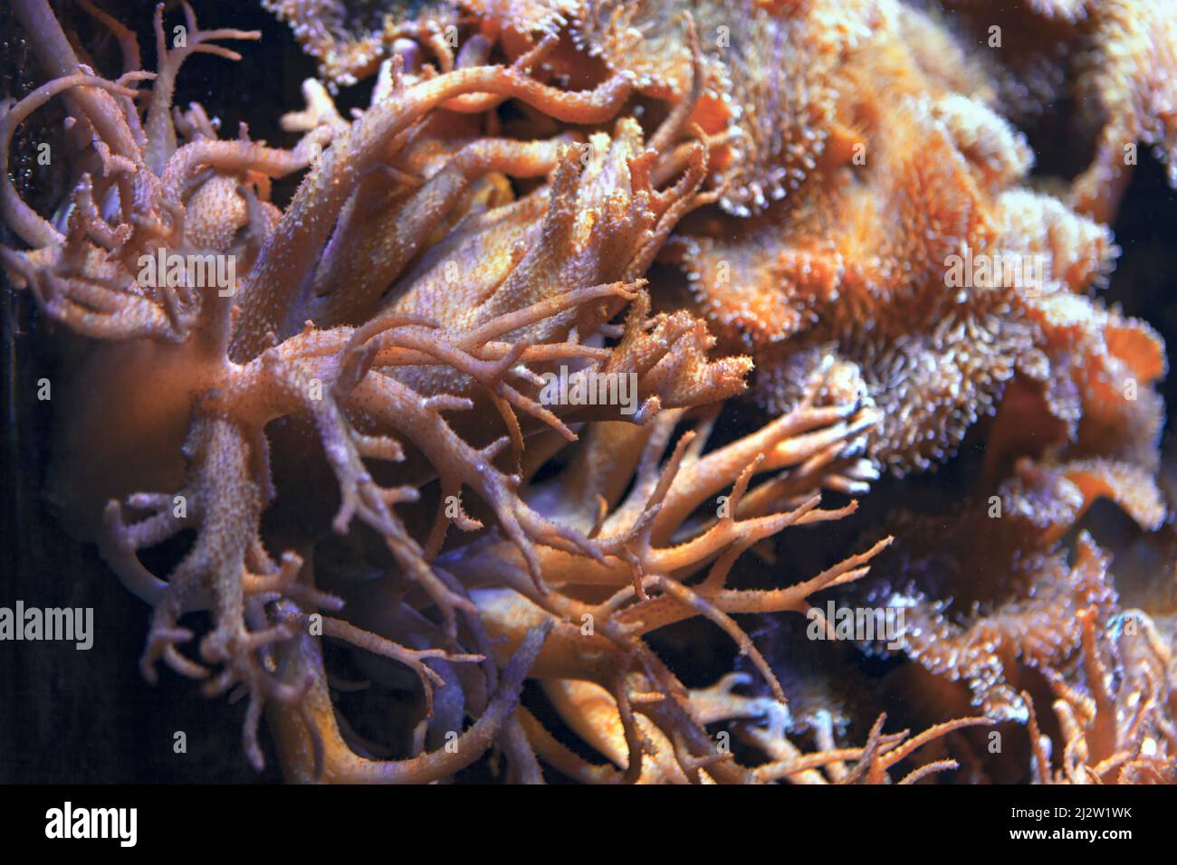 Plants In The Coral Reef Biome