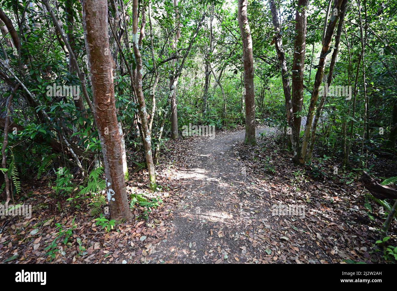 Everglades gumbo limbo trail hi-res stock photography and images - Alamy