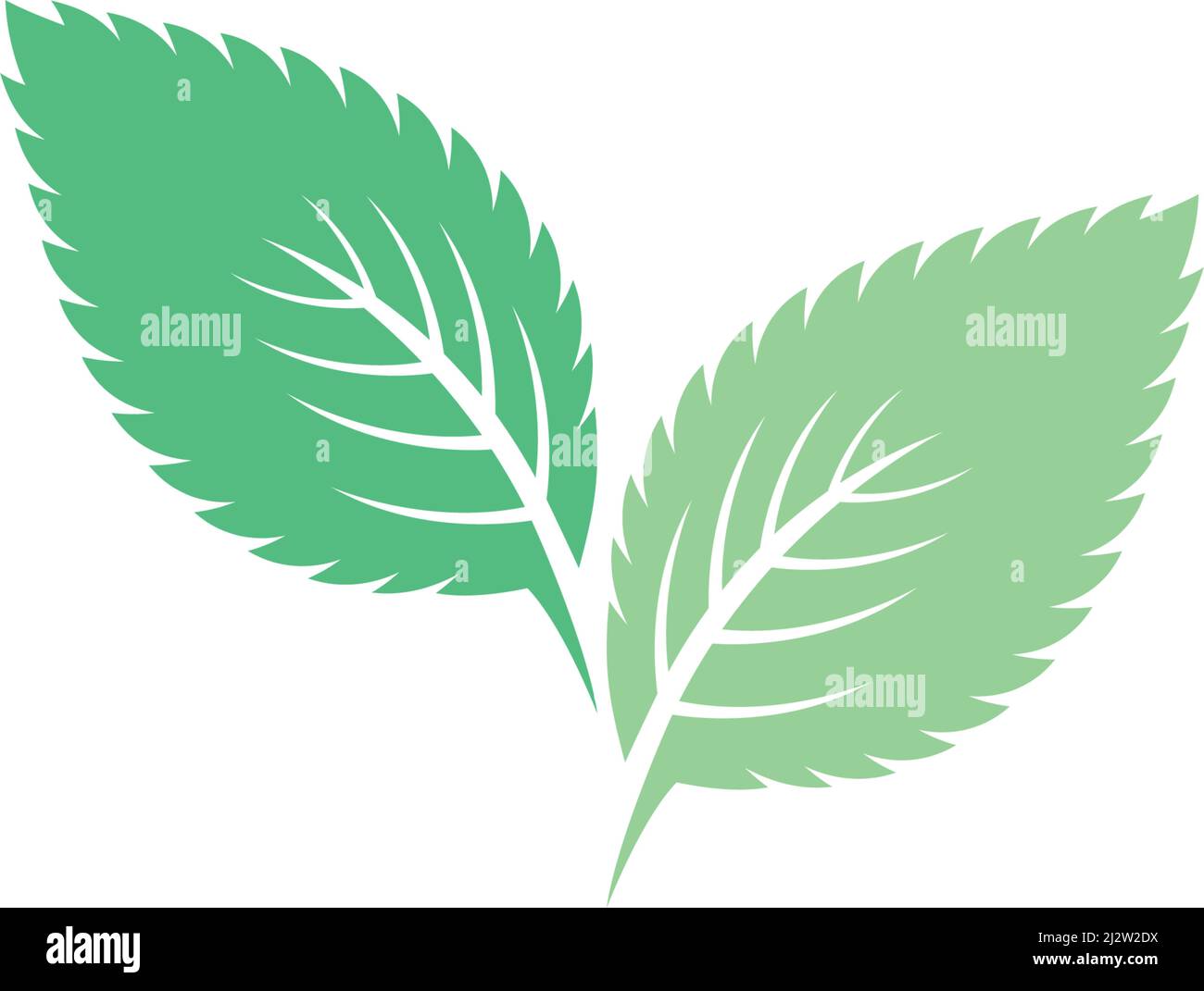 Mint leaf logo illustration vector Stock Vector Image & Art - Alamy