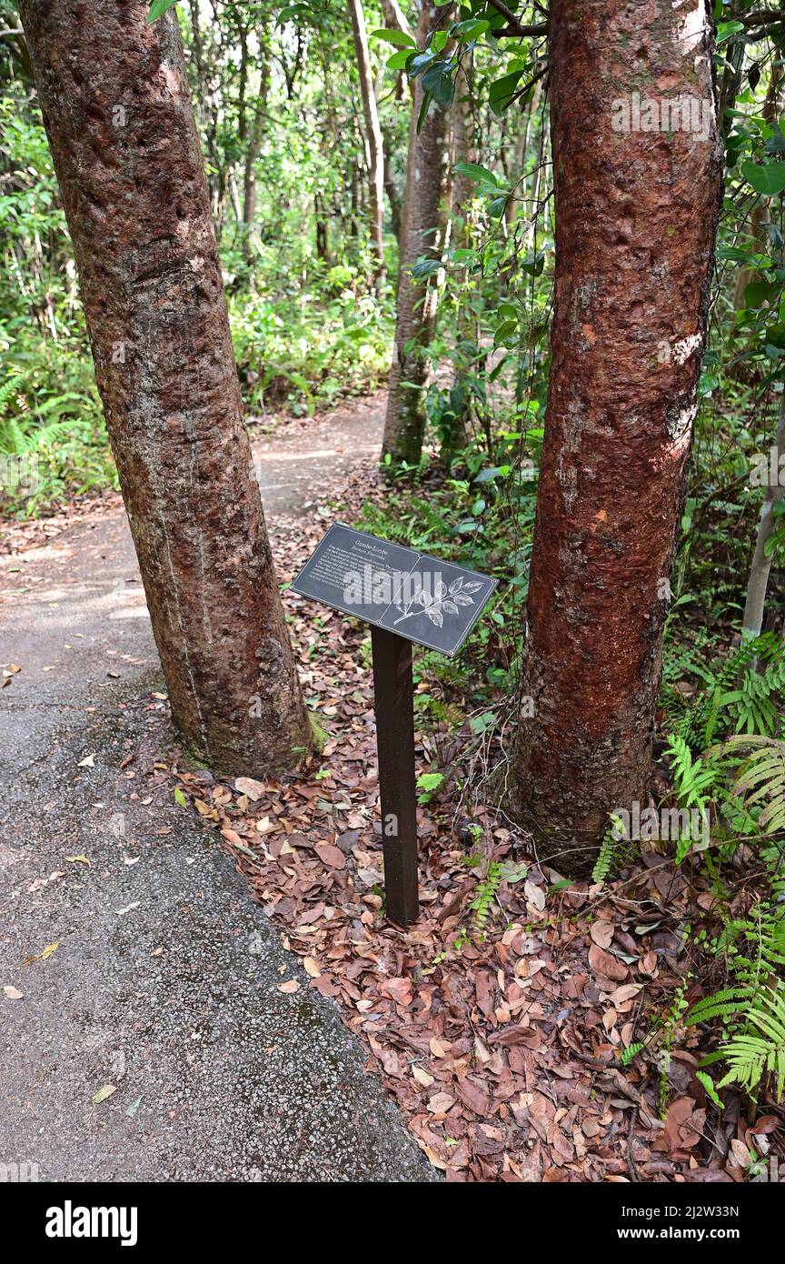 Everglades gumbo limbo trail hi-res stock photography and images - Alamy